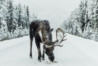 18 Things That Weigh One Ton (Updated)