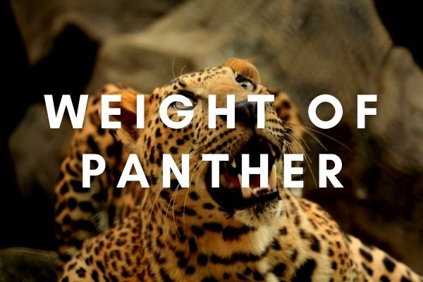 Weight of Panther (Adult, Newborn, Male & Female)