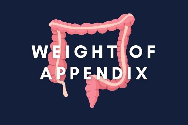 Average Weight Of Appendix
